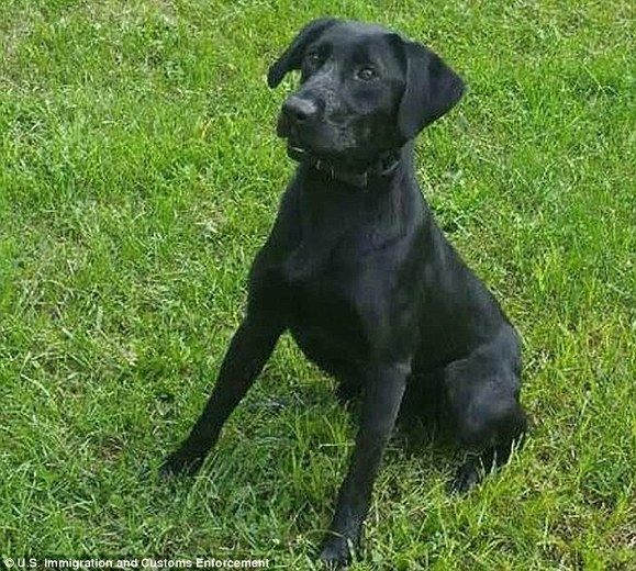 This pup's a porn dog | Toronto Sun