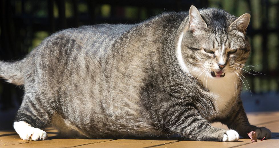 'He doesn't think he's fat'; New Hampshire hotel home to rotund cat ...