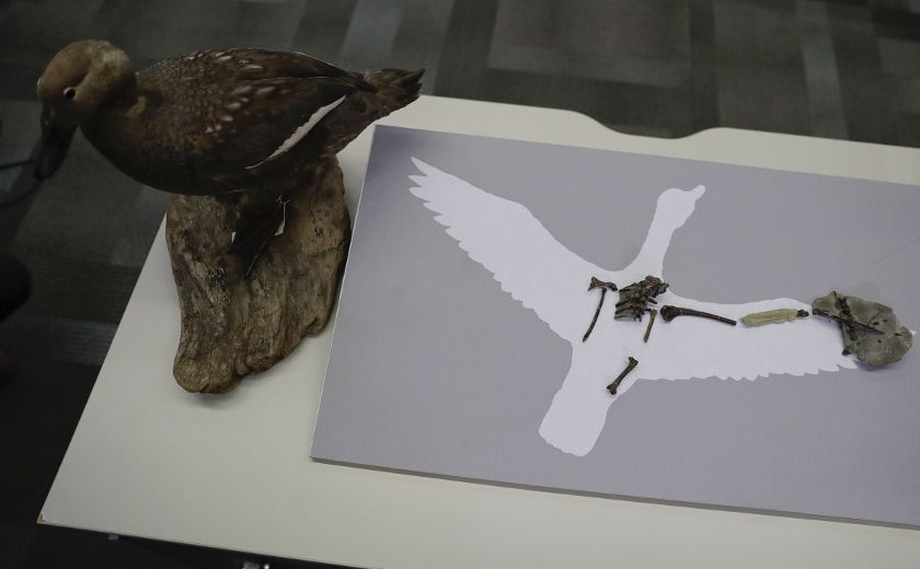 Ancient bird from dinosaur era probably sounded like duck | Toronto Sun