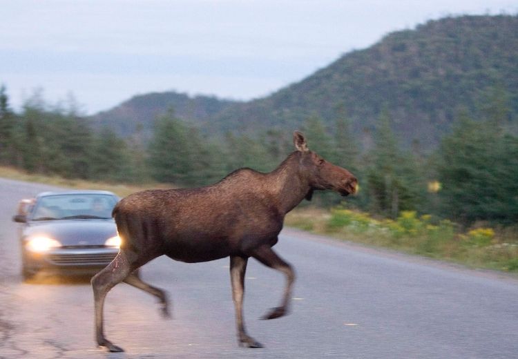 Driver distracted by moose accident hits moose: Cops | Toronto Sun