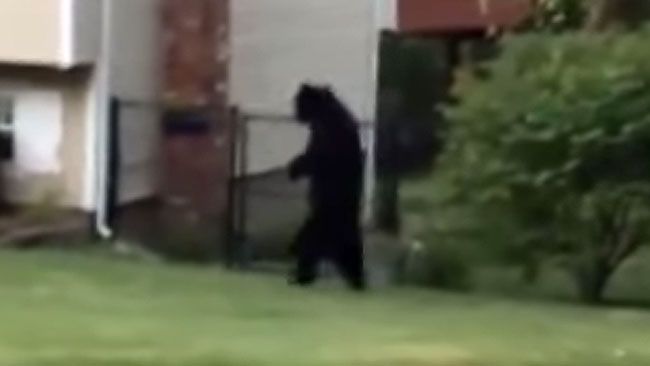 Officials believe Pedals the bipedal bear is dead | Toronto Sun