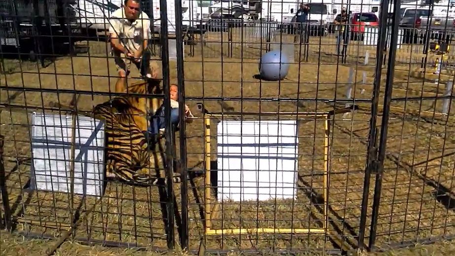 Tiger attacks trainer during Florida fair | Toronto Sun