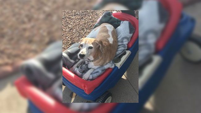 Family gives dying beagle epic farewell | Toronto Sun