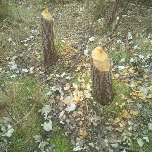 Toothy rodent can be a curse to the landowner | The Sarnia Observer