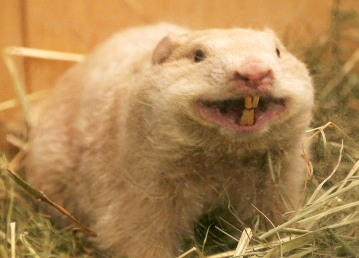 Wiarton Willie has died | Toronto Sun