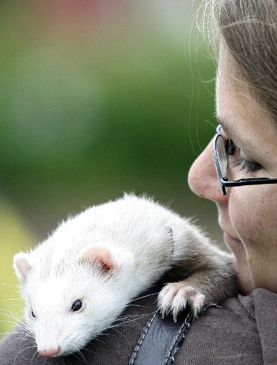 Edmonton police issue ticket for wearing a ferret while driving ...