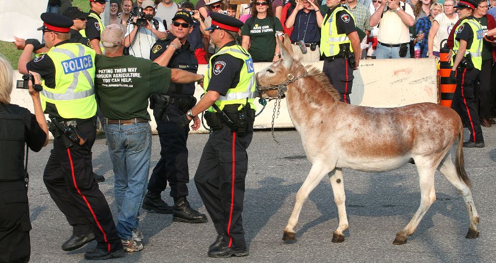 Prison farms mascot Stormy the donkey dies | The Kingston Whig Standard