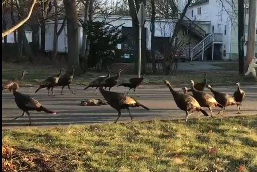 Bizarre video of turkeys circling dead cat goes viral | Toronto Sun