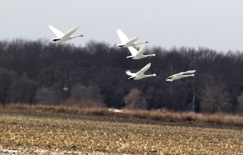 Grand Bend area museum marks annual tundra swan migration | The Sarnia ...