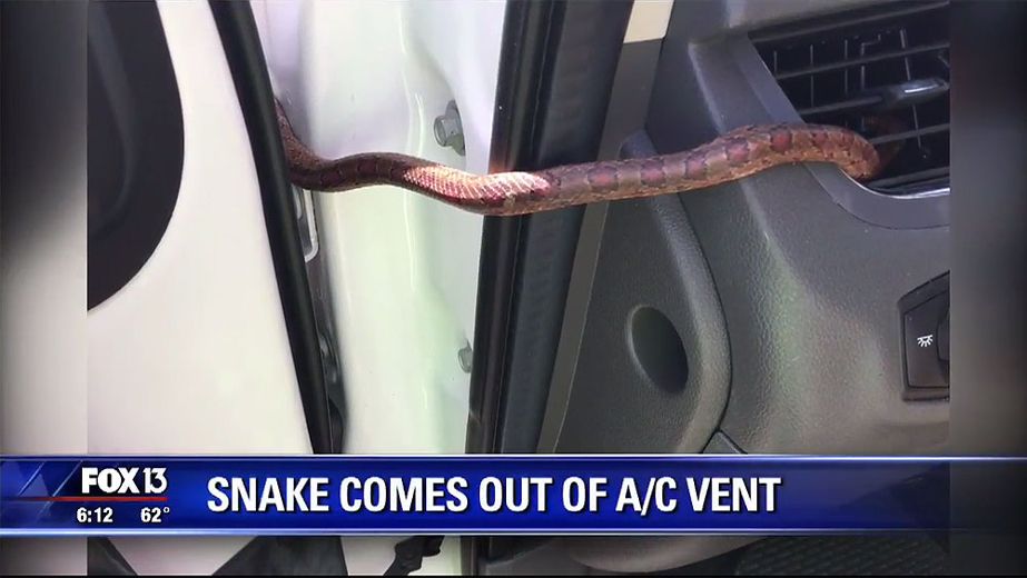 Snake slithers out of car's air vent while woman's driving | Toronto Sun