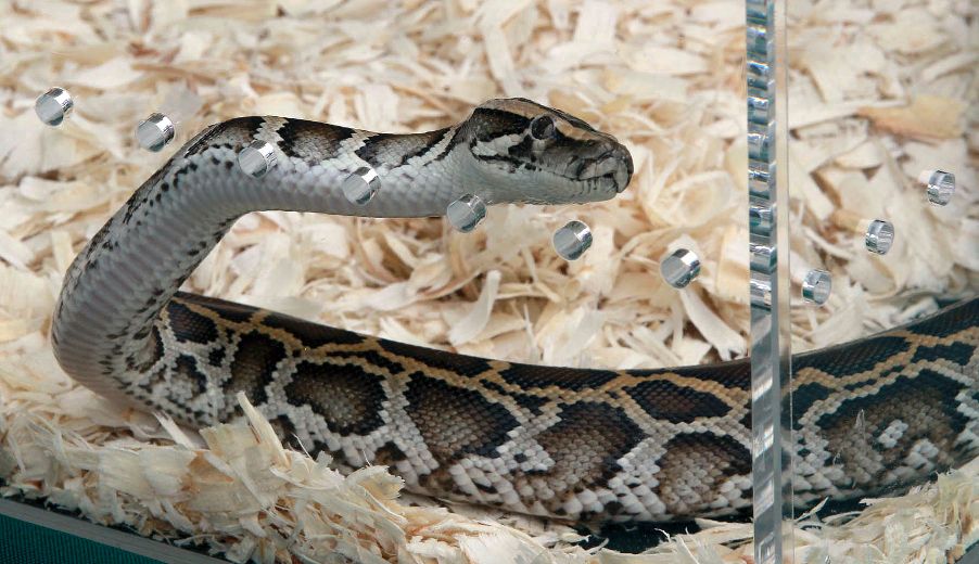 Gordon Ramsay cooks up Burmese python in Florida | Toronto Sun