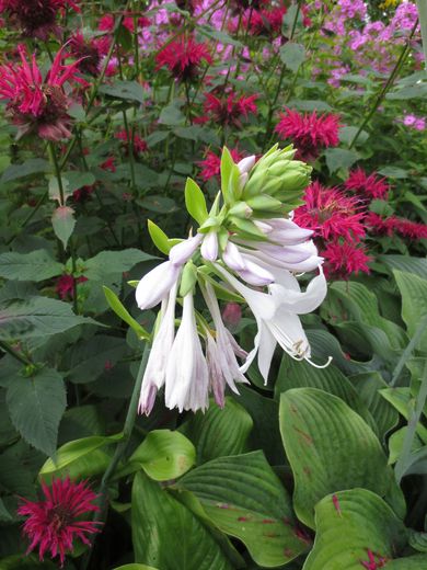 Cullen: Here are best perennials for your garden | Sudbury Star