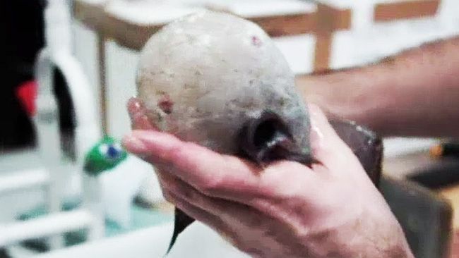 Scientists exploring deep sea near Australia find 'faceless' fish: 'We ...