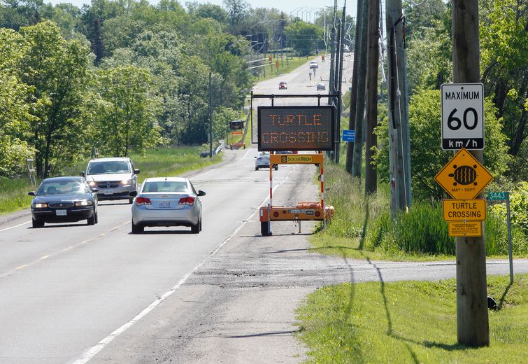 Signs warn motorists to watch for turtles | The Kingston Whig Standard