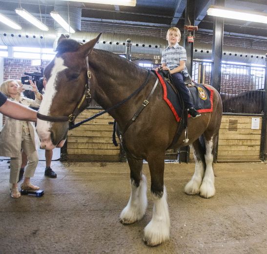 Toronto Police mounted unit sets 'gold standard' | Toronto Sun