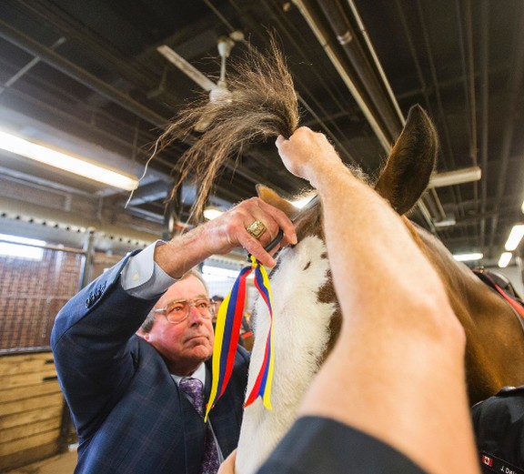 Toronto Police mounted unit sets 'gold standard' | Toronto Sun