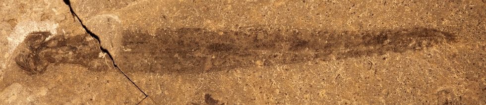 'A terrifying sight'; Ancient spiky headed worm discovered in fossils ...