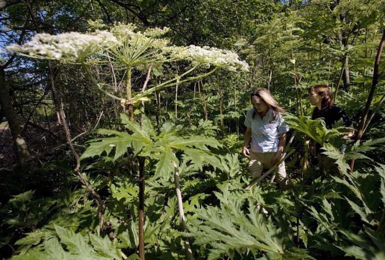 Giant hogweed plant that can burn skin, cause blindness spreading in ...