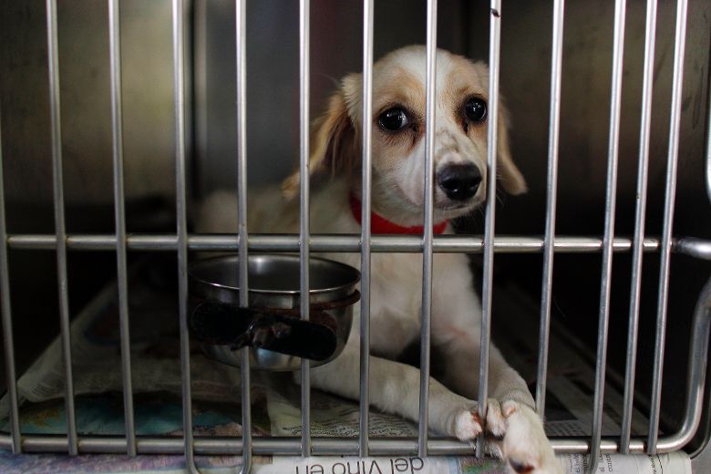 More than 200 doomed dogs saved from certain death by airlift to U.S ...