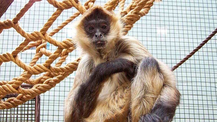 Spiderman, one of oldest spider monkeys in captivity, dies at 43 ...