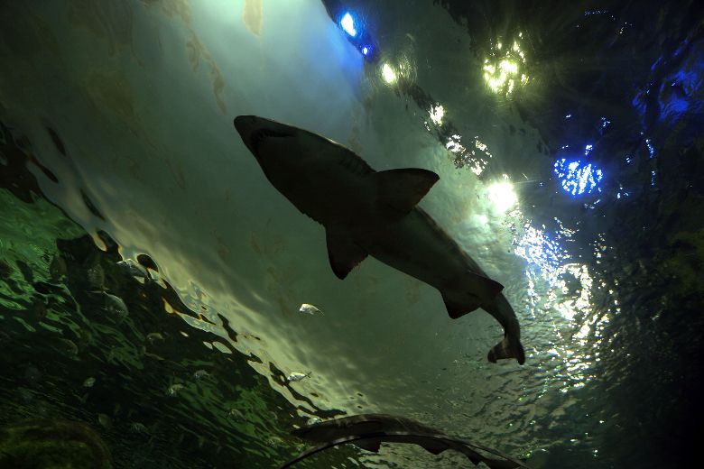 Seven live sharks found in home’s basement pool | Toronto Sun