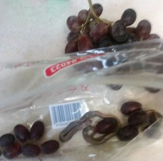 Snake in a bag of grapes | Cold Lake Sun