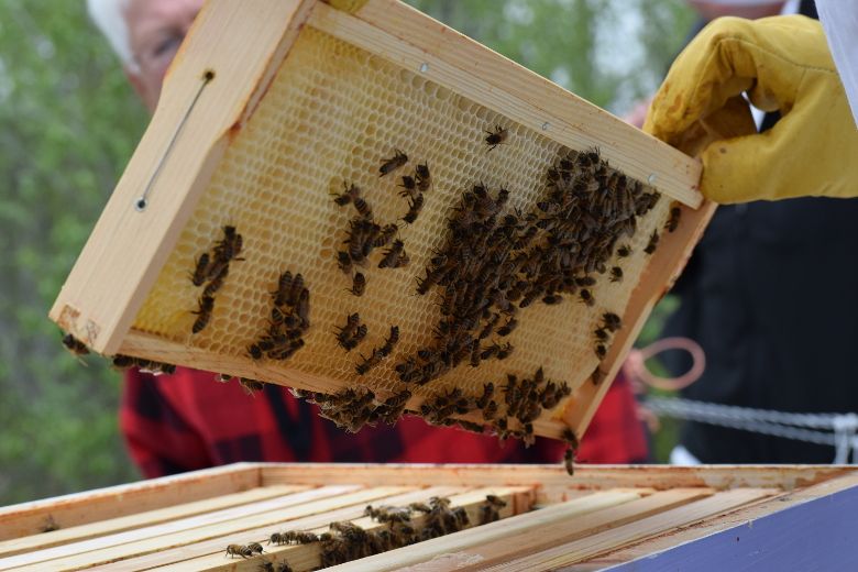 Hive-making project has students buzzing | The Daily Press