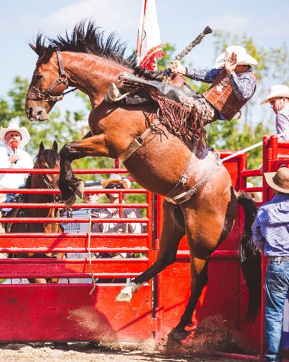 Plans underway to bring the rodeo to Mitchell | Mitchell Advocate