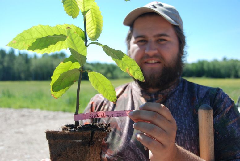 Canadian Chestnut Council donates 3 native chestnut trees to Kensington ...