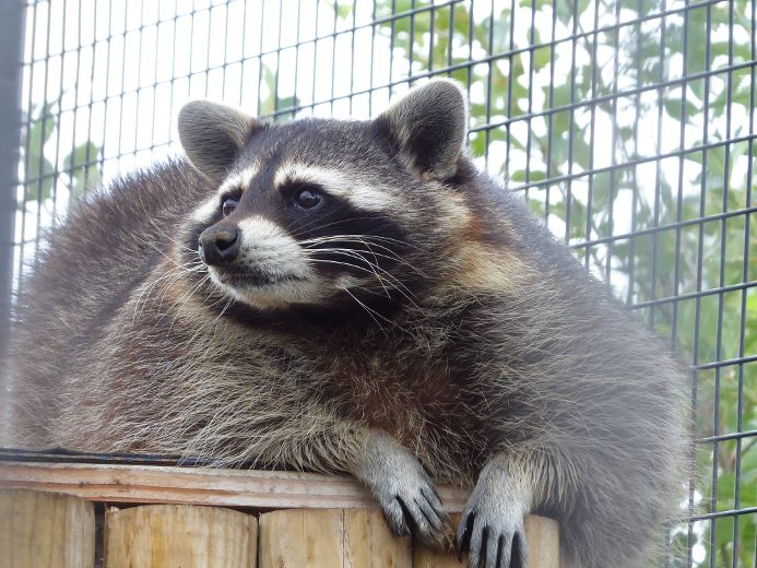 Obese raccoons concern researchers | Sudbury Star