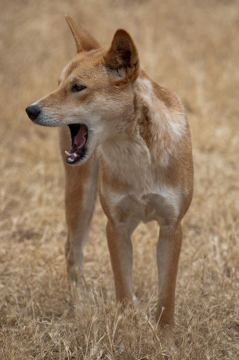 Dingo killed after stealing tourist's valuables | Toronto Sun