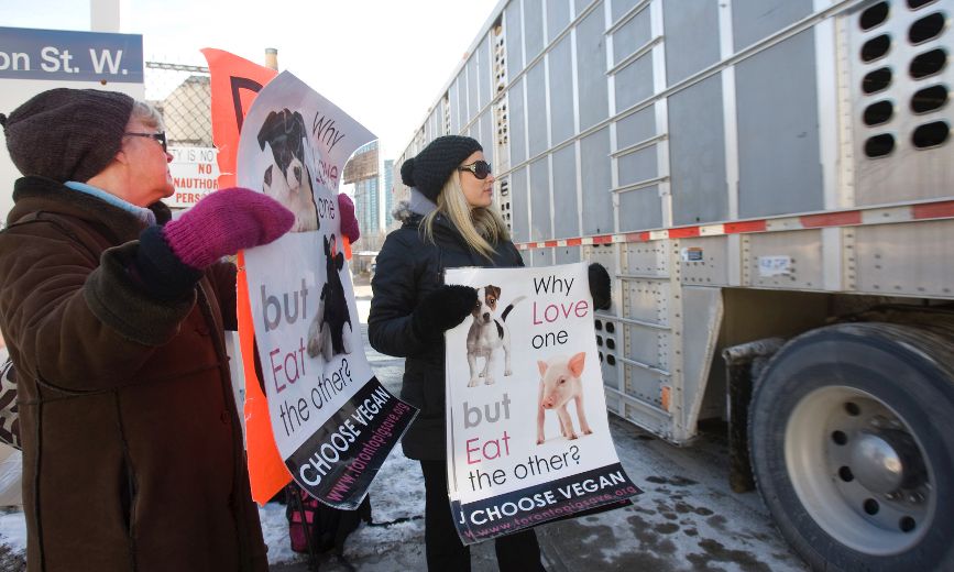 Activists protest pig slaughter | Toronto Sun