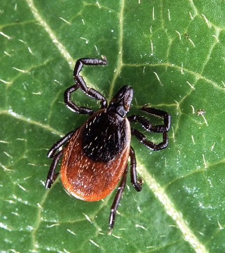 One in five ticks carry Lyme disease: Healthy agency | The Kingston ...