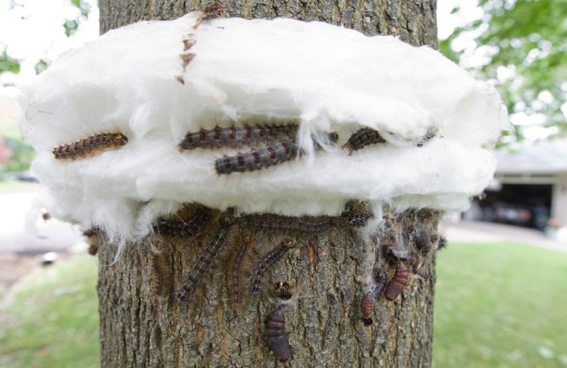 When moths attack | Toronto Sun