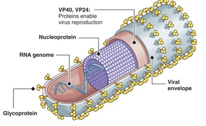What you need to know about Ebola | Toronto Sun