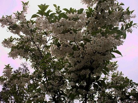 Styrax japonicus | Vancouver Sun
