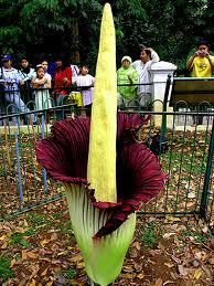 Are these the world's 10 ugliest plants? | Vancouver Sun