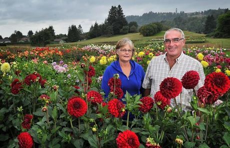 Best place to see dazzling dahlias | Vancouver Sun