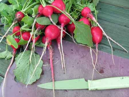 From root crop zero to radish hero | Vancouver Sun