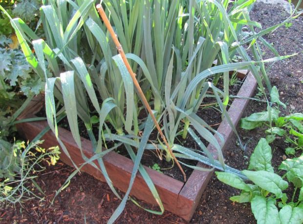 How to grow leeks | Vancouver Sun