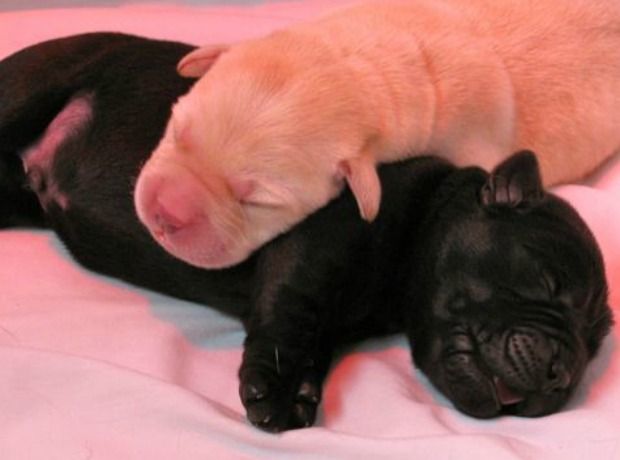 Plenty of puppies at PADS | Vancouver Sun