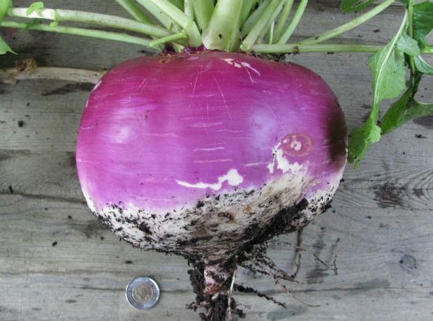 Is this the world's biggest turnip? | Vancouver Sun