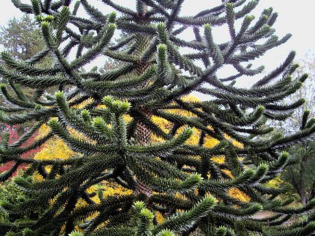 Where to see great winter trees | Vancouver Sun