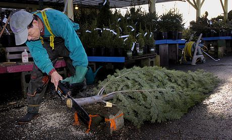 How to shop for a real Christmas tree | Vancouver Sun