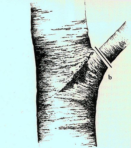 Tips on pruning: What to prune, how and when. | Vancouver Sun