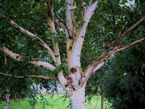 Check out my 10 favourite deciduous trees | Vancouver Sun