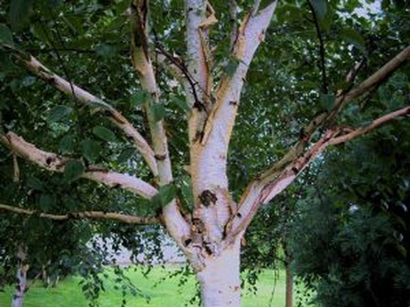 Check out my 10 favourite deciduous trees | Vancouver Sun