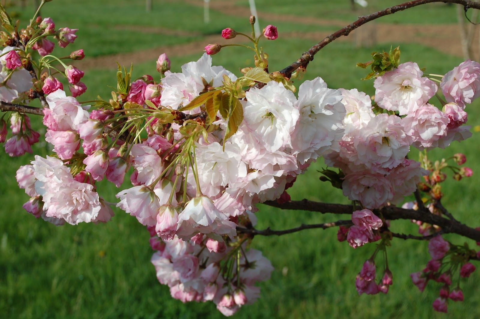 Your guide to 10 top ornamental cherry trees | Vancouver Sun