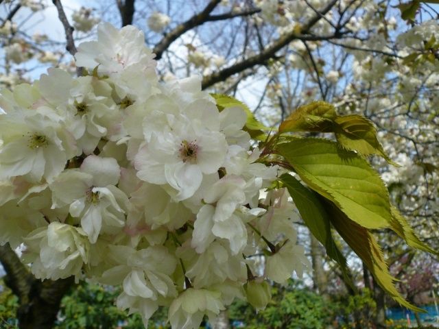Your guide to 10 top ornamental cherry trees | Vancouver Sun