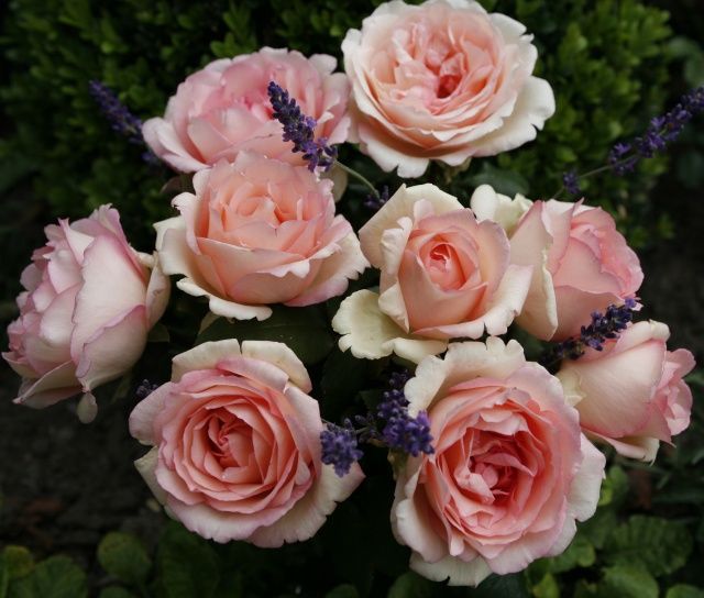 The new rose revolution: out with the old, in with the new | Vancouver Sun